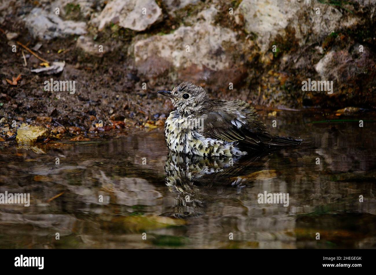 Turdus viscivorus - The charlo thrush is a bird of the Passeriformes ...