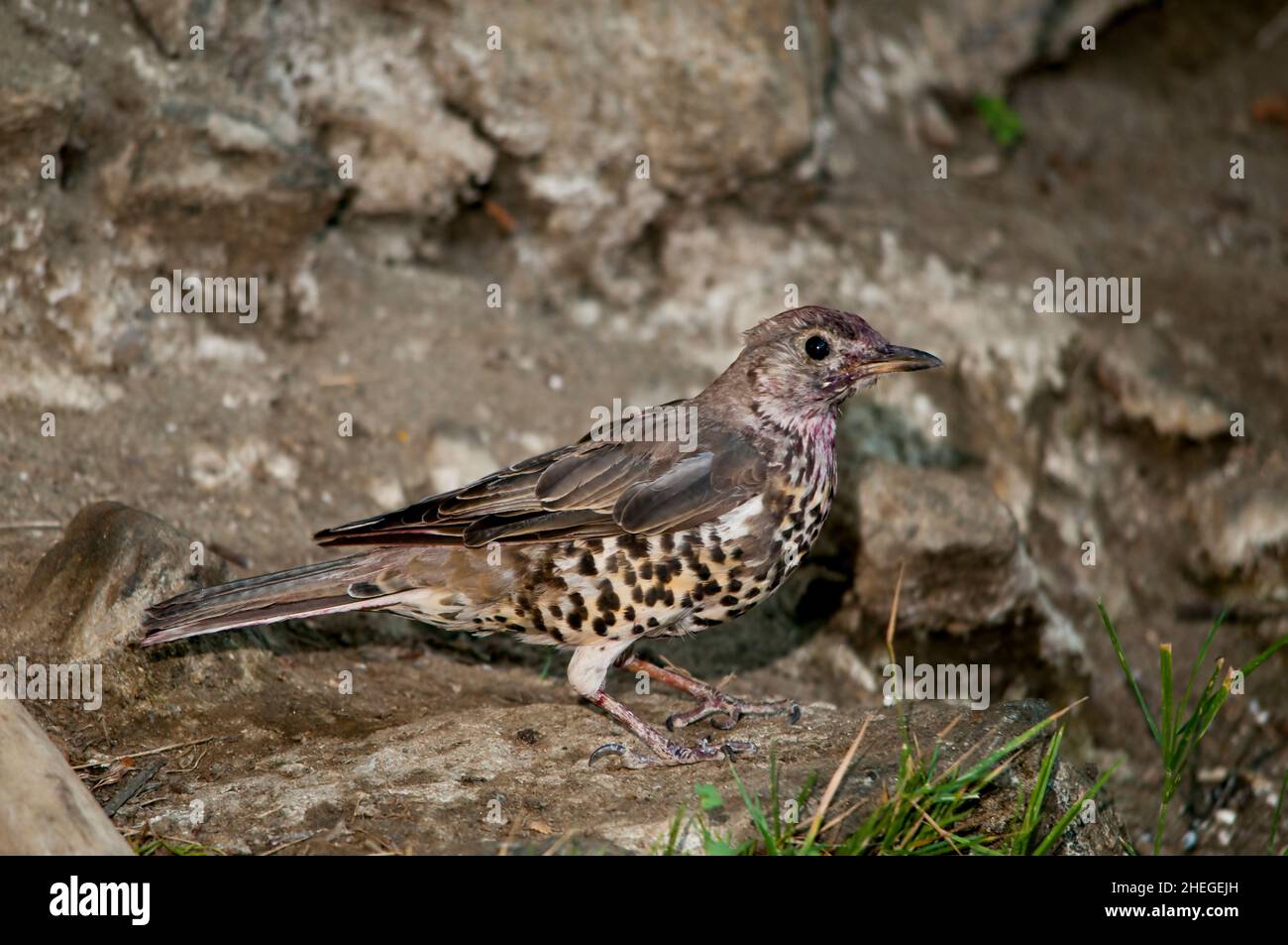 Turdus viscivorus - The charlo thrush is a bird of the Passeriformes ...