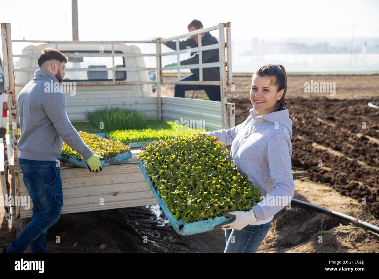 Female farmer preparing lettuce seedlings for planting Stock Photo - Alamy