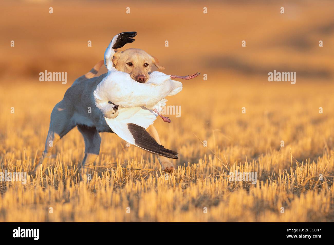 A Labrador Retriever with a Snow goose on the ND prairie Stock Photo ...