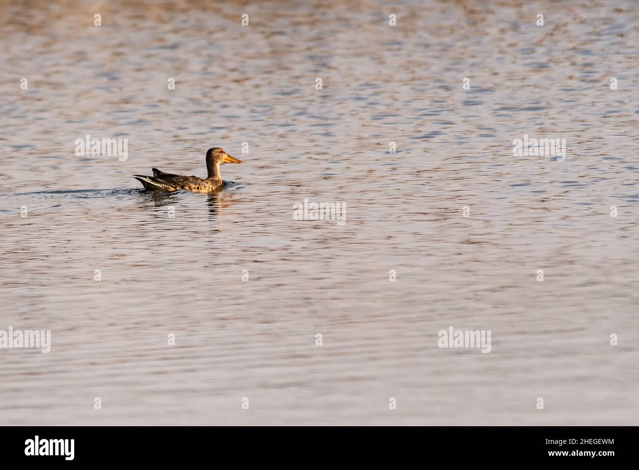 The common spoon, is a species of anseriform bird of the Anatidae ...
