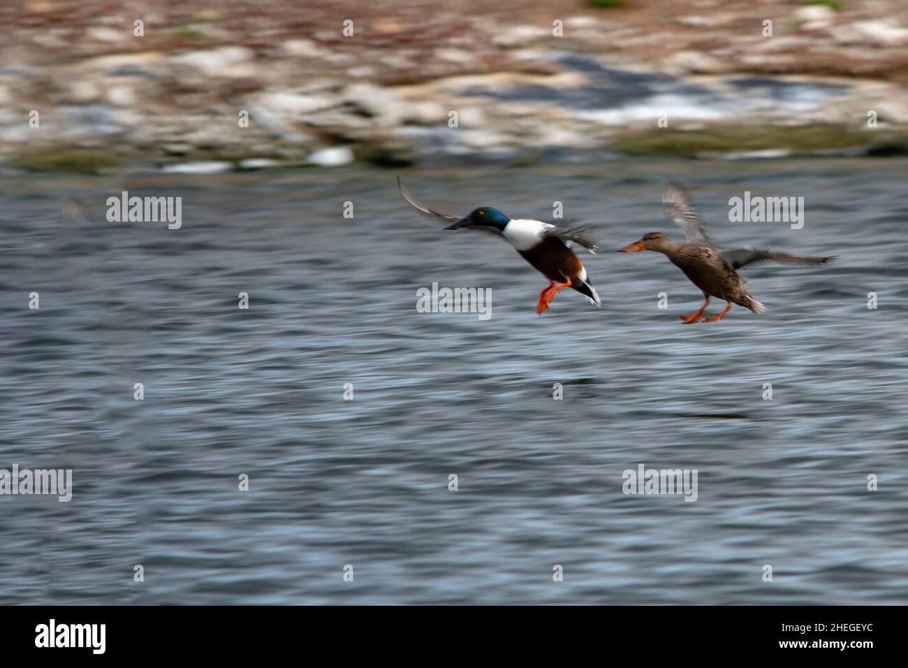 The common spoon, is a species of anseriform bird of the Anatidae ...