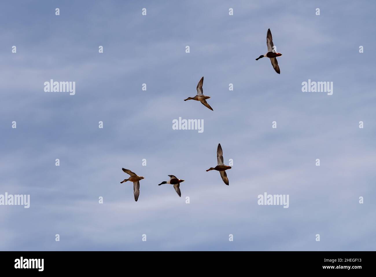 The common spoon, is a species of anseriform bird of the Anatidae ...