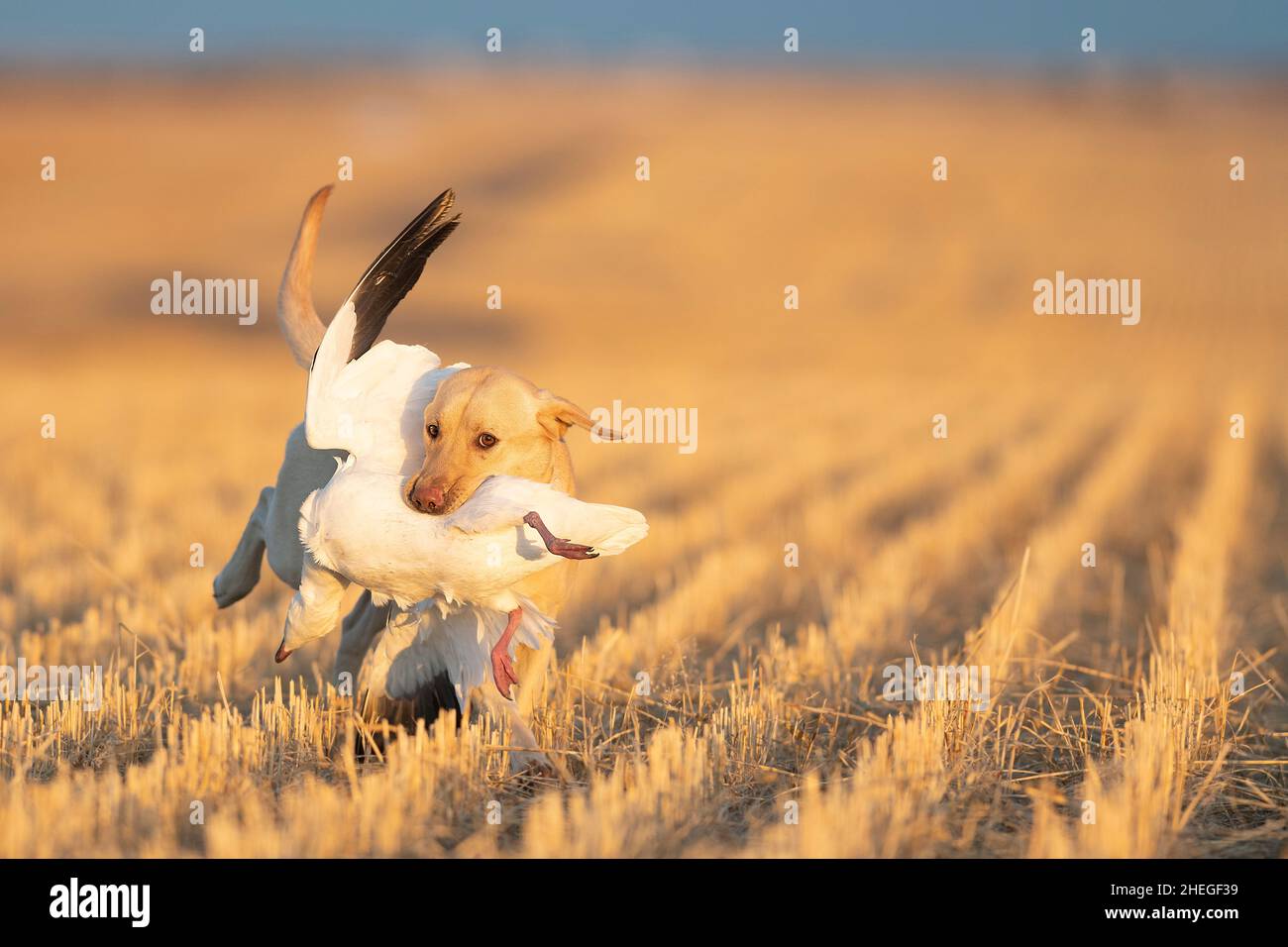 A Labrador Retriever with a Snow goose on the ND prairie Stock Photo ...