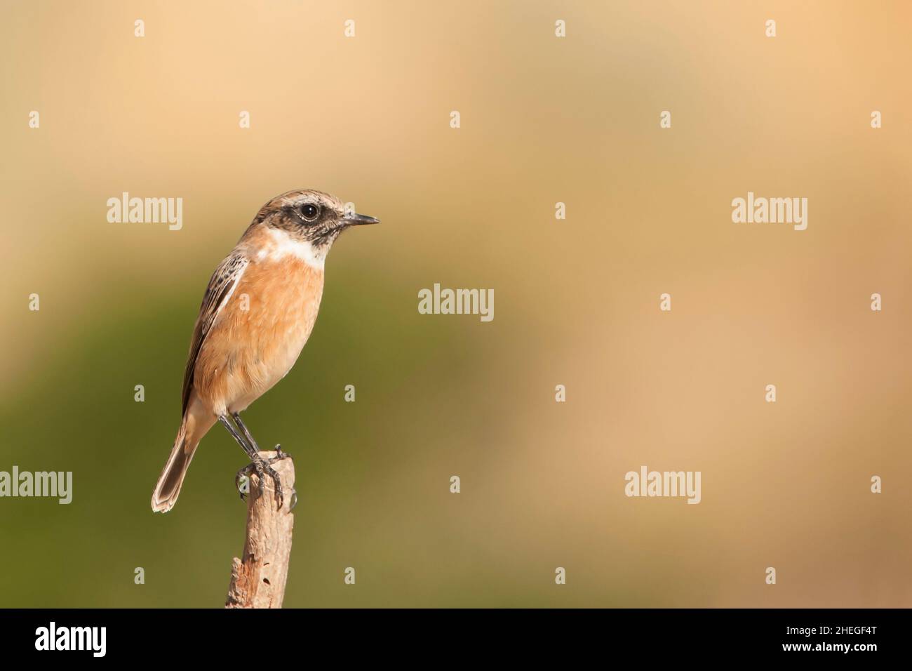 The African stone stone is a species of passerine bird in the ...