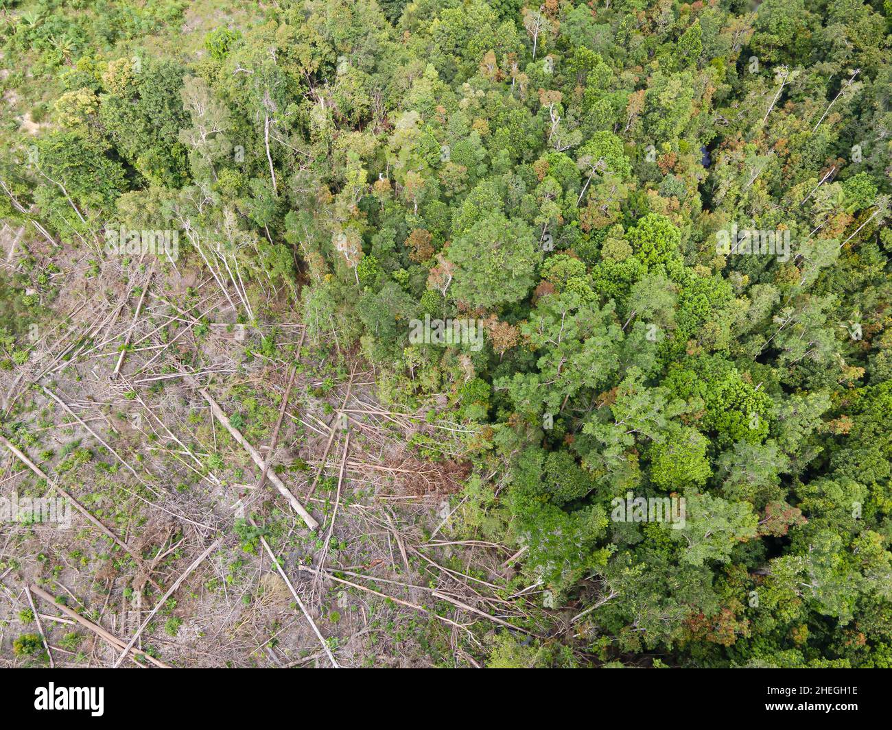 Rainforest deforestation aerial view hi-res stock photography and ...