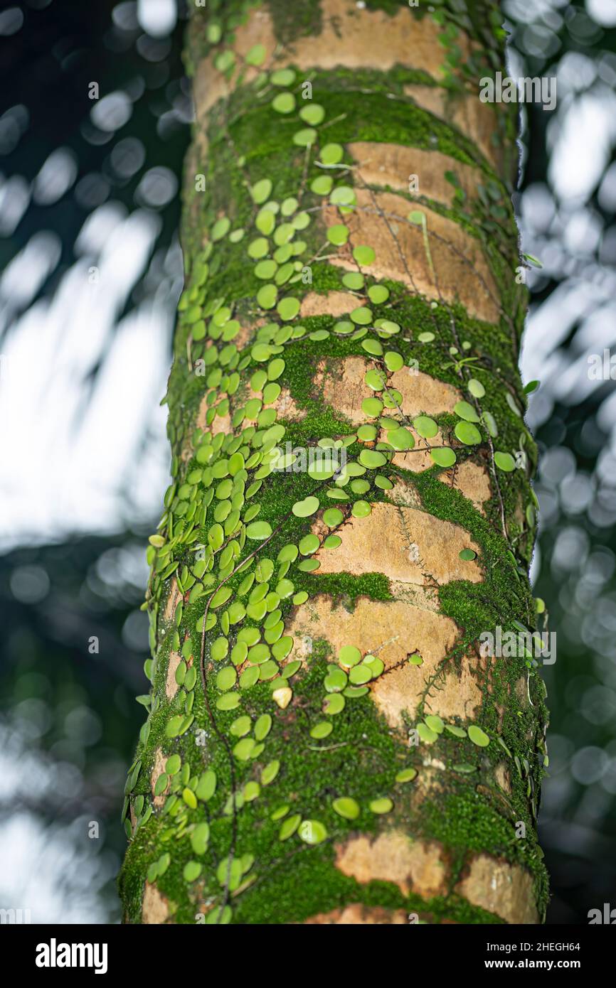 Close-up of a tree trunk covered with moss and the dragon scale vine ...