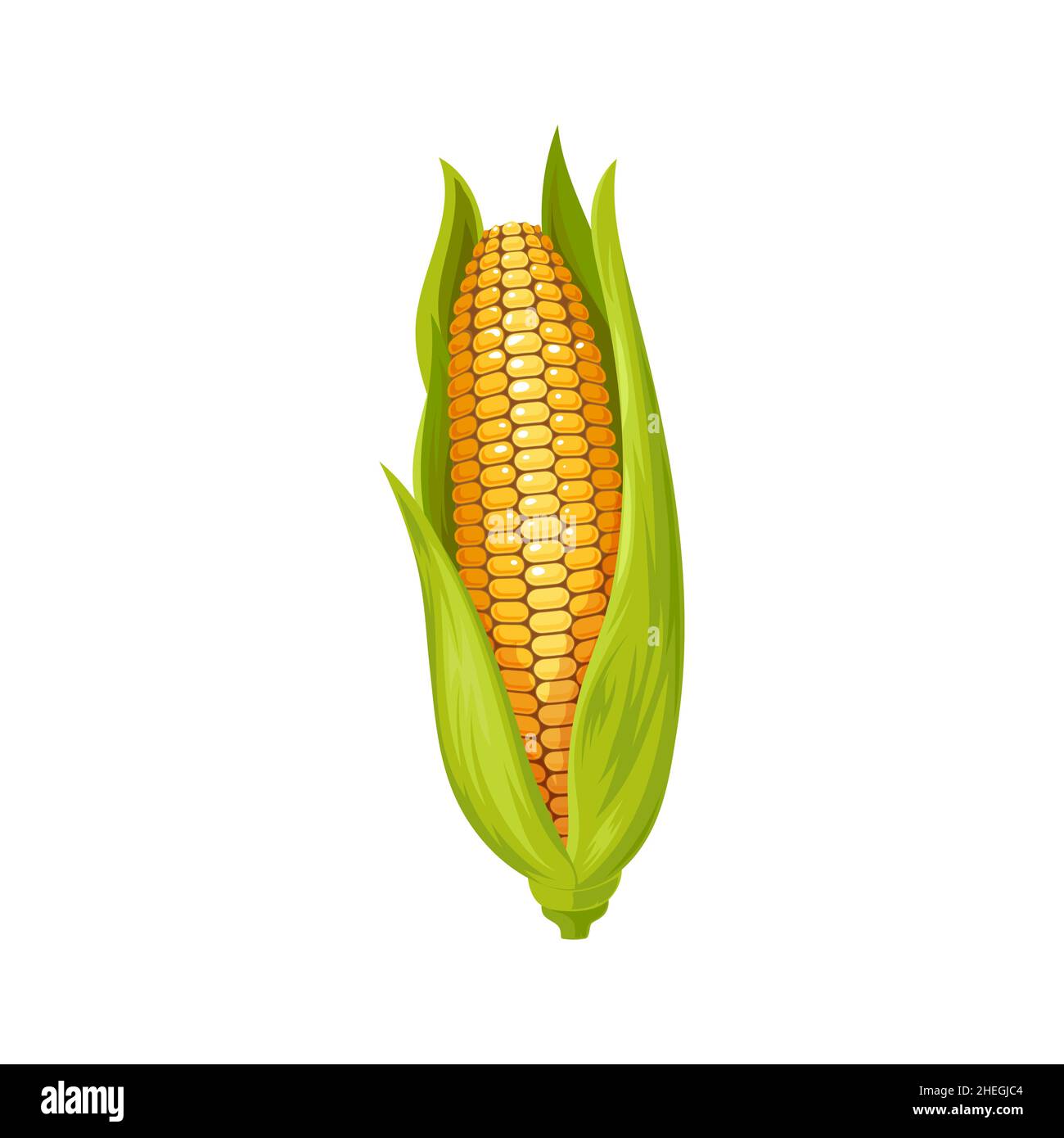 Corn cob isolated yellow maize with leaves. Vector agriculture and ...
