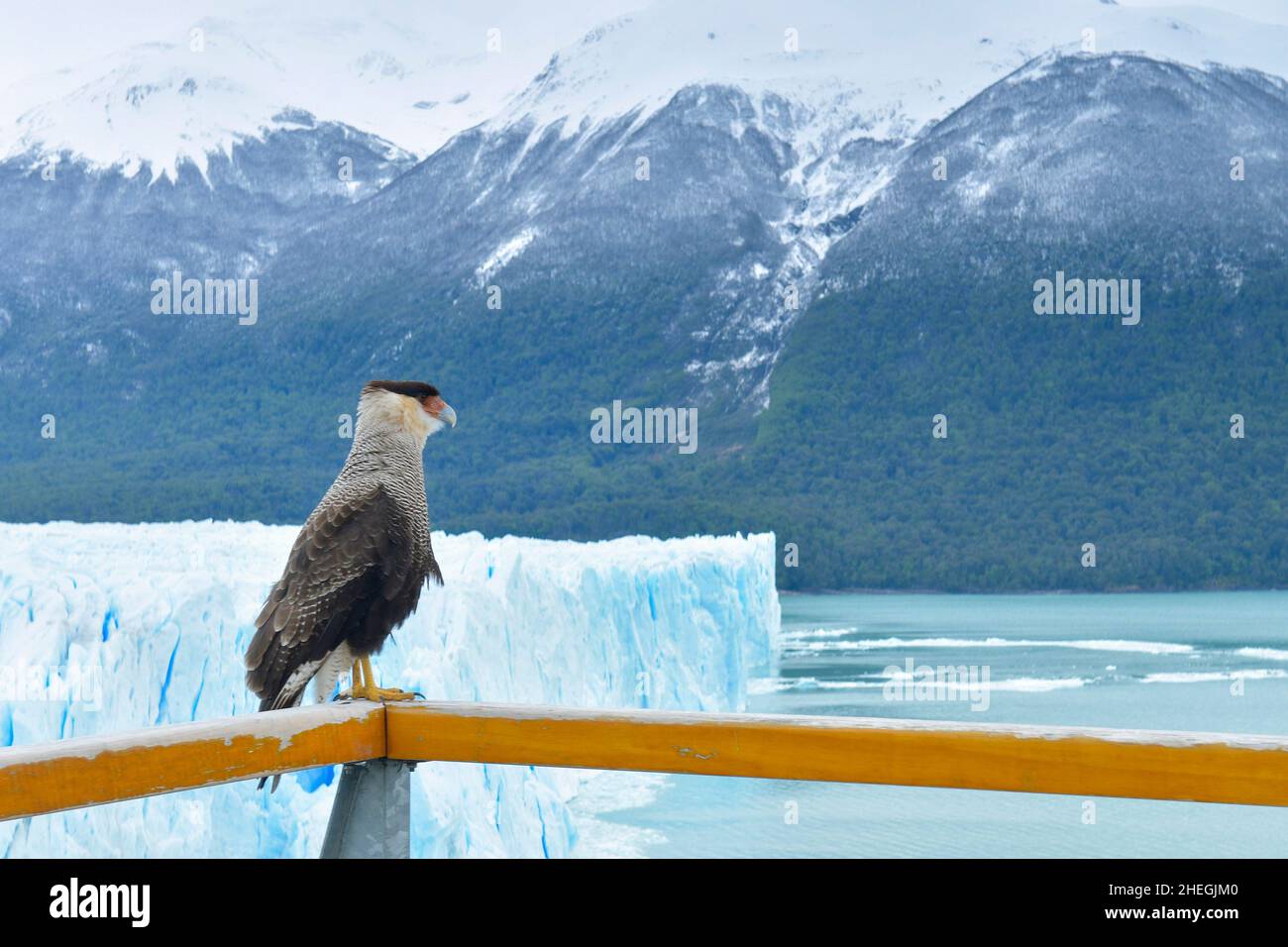 Carancho, is a species of falconiform bird of the Falconidae family ...