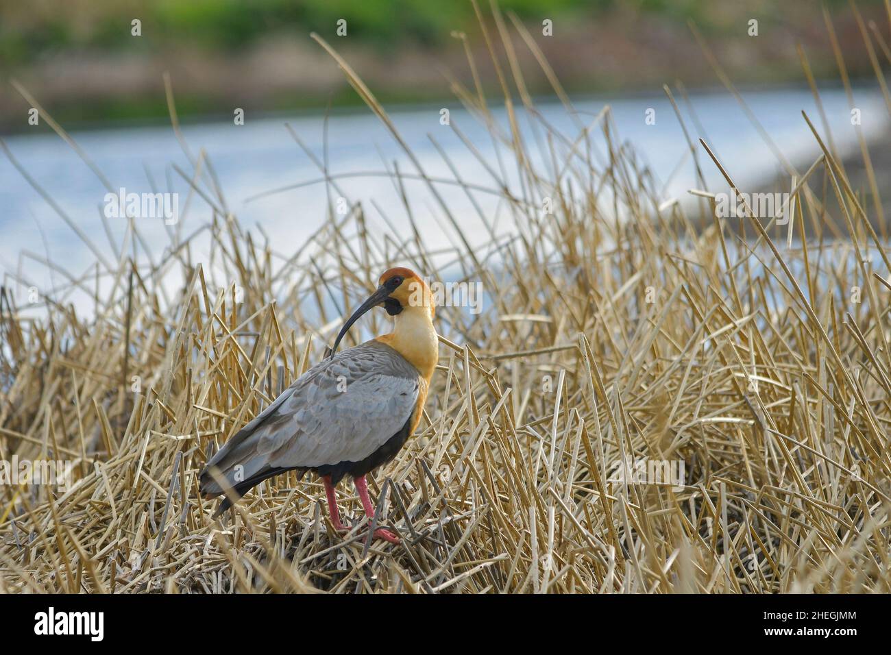 The southern bandurria is a species of pelecaniform bird in the ...