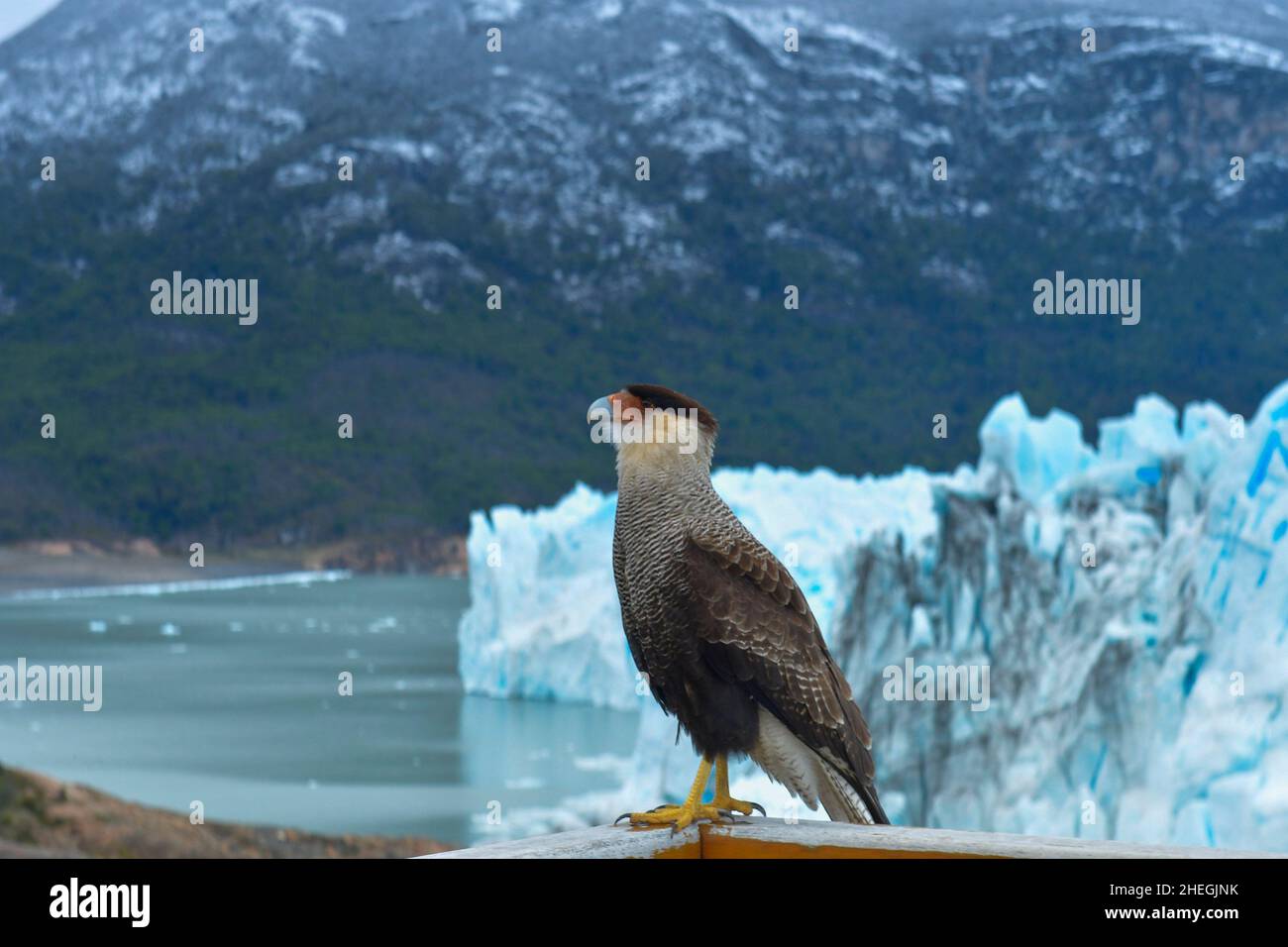 Carancho, is a species of falconiform bird of the Falconidae family ...