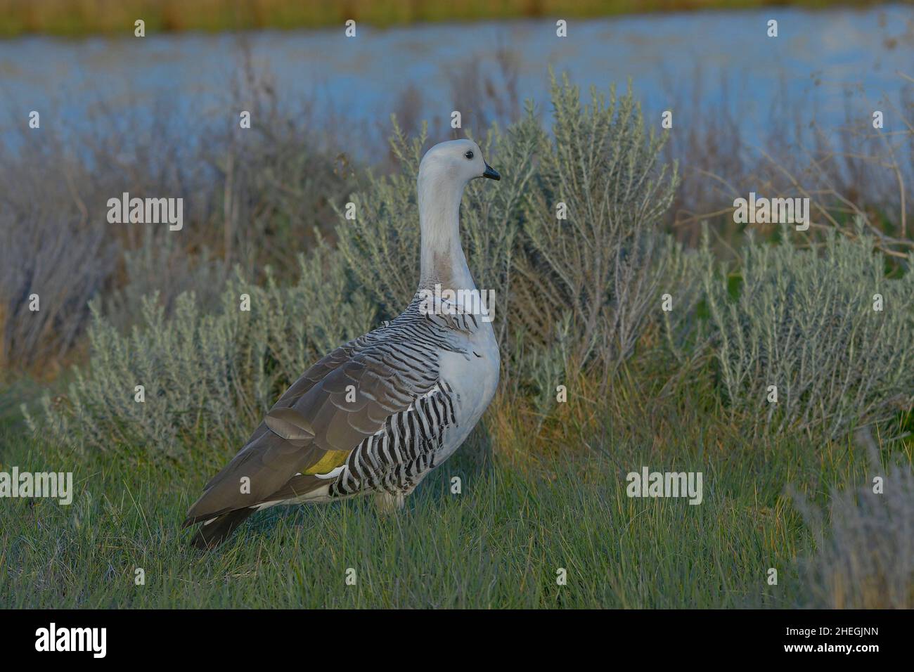 The common geese or Magellan goose, is a species of anseriform bird of ...