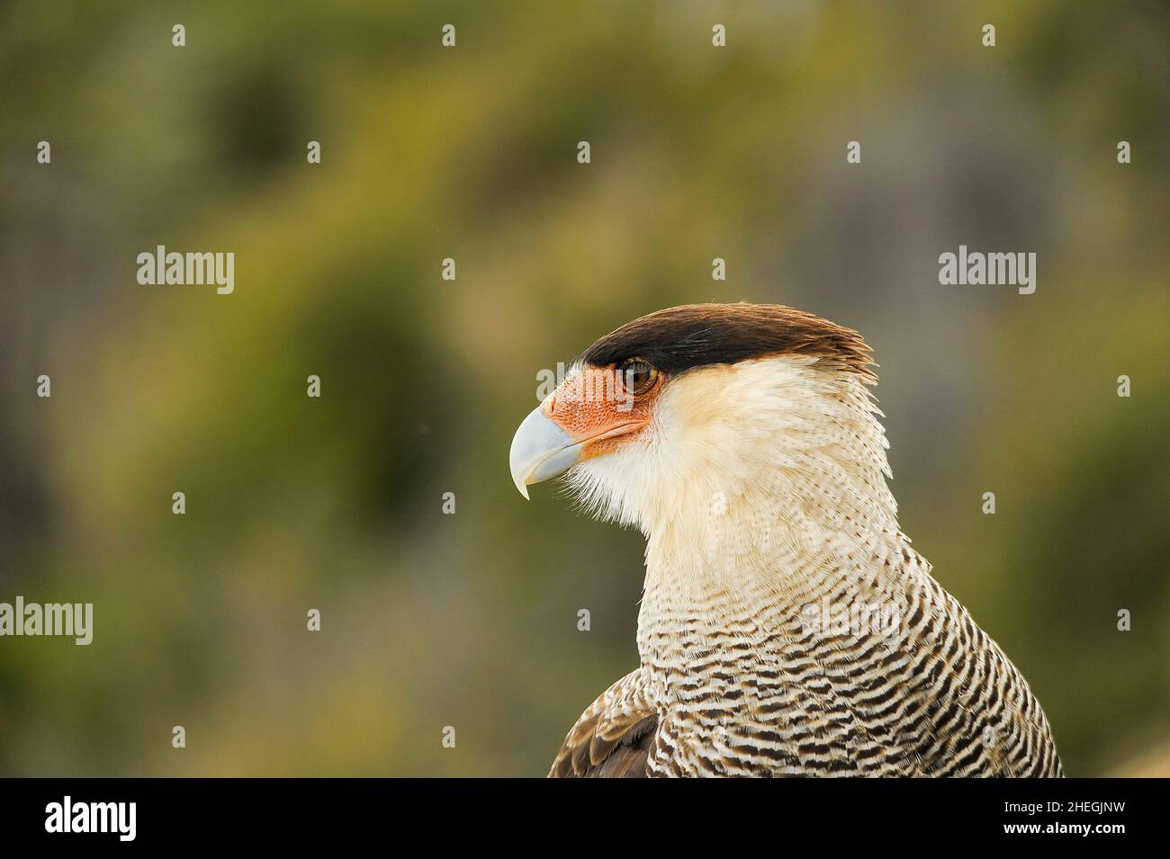 Carancho, is a species of falconiform bird of the Falconidae family ...