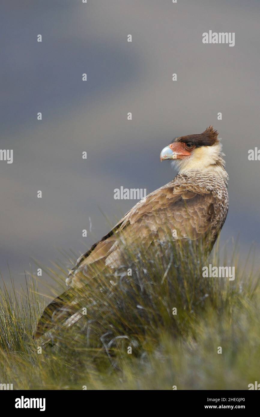 Falconiform bird hi-res stock photography and images - Alamy