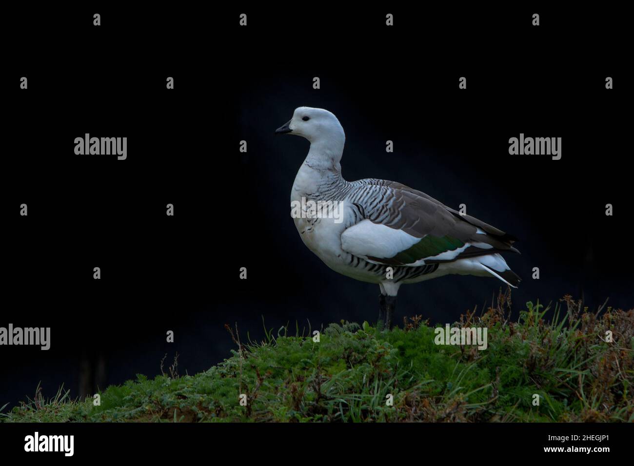 The common geese or Magellan goose, is a species of anseriform bird of ...