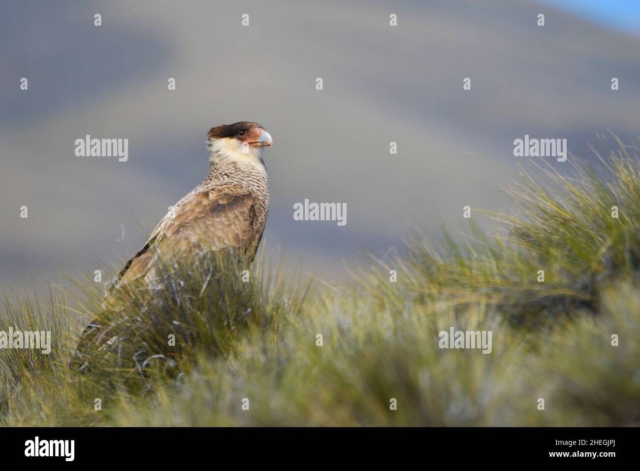 Carancho, is a species of falconiform bird of the Falconidae family ...