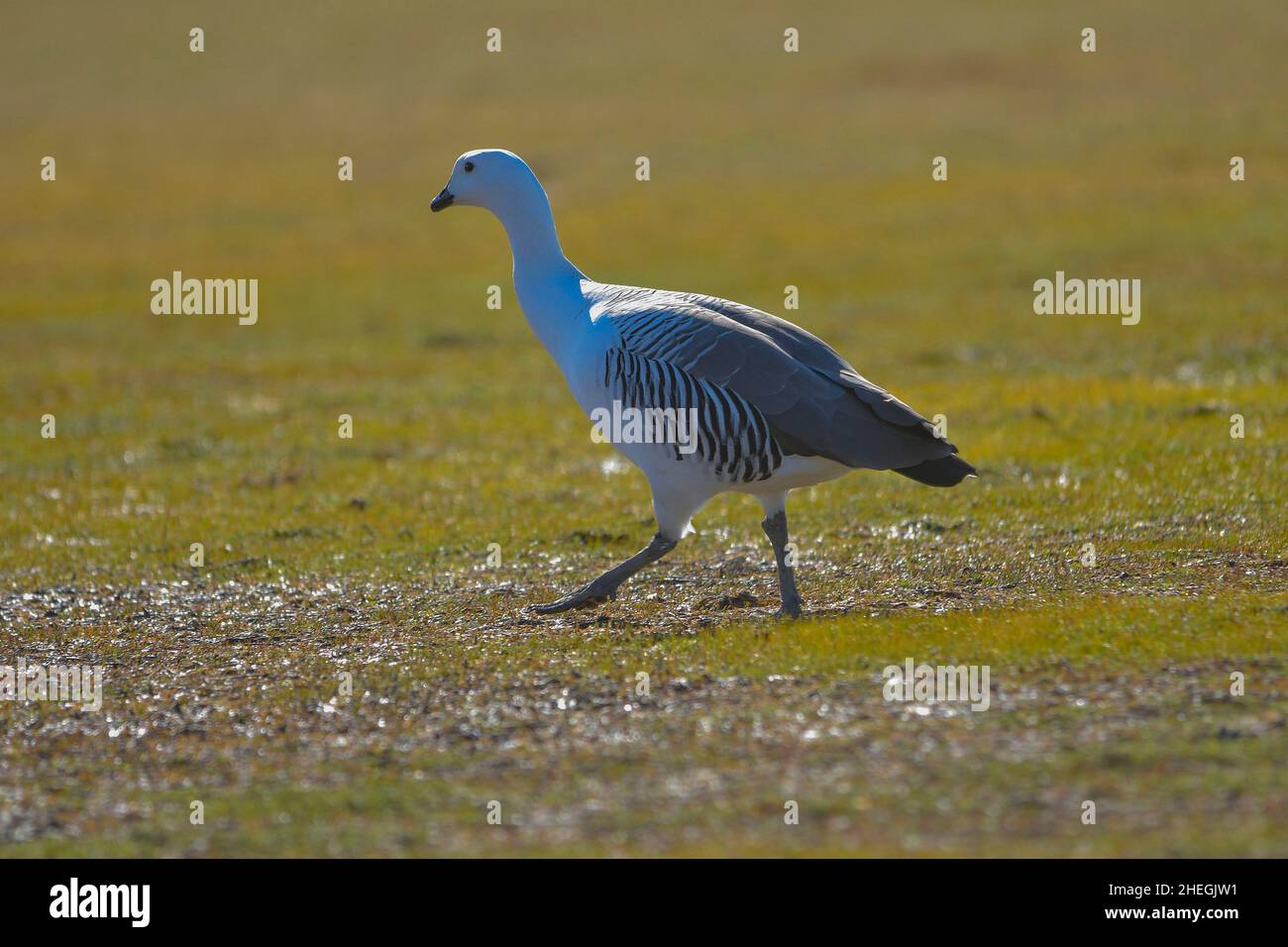 The common geese or Magellan goose, is a species of anseriform bird of ...