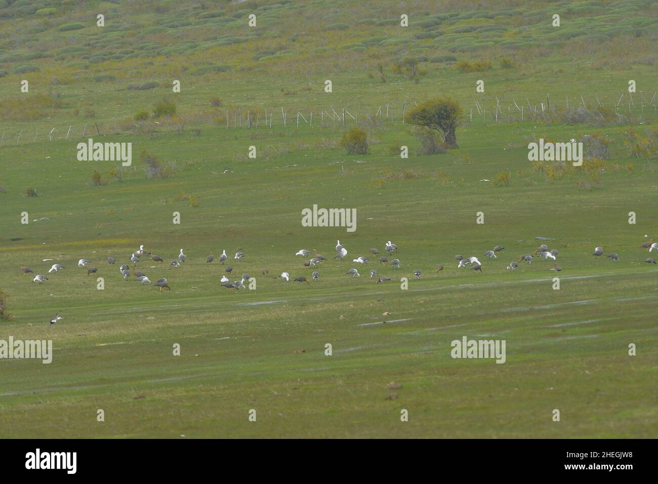 The common geese or Magellan goose, is a species of anseriform bird of ...