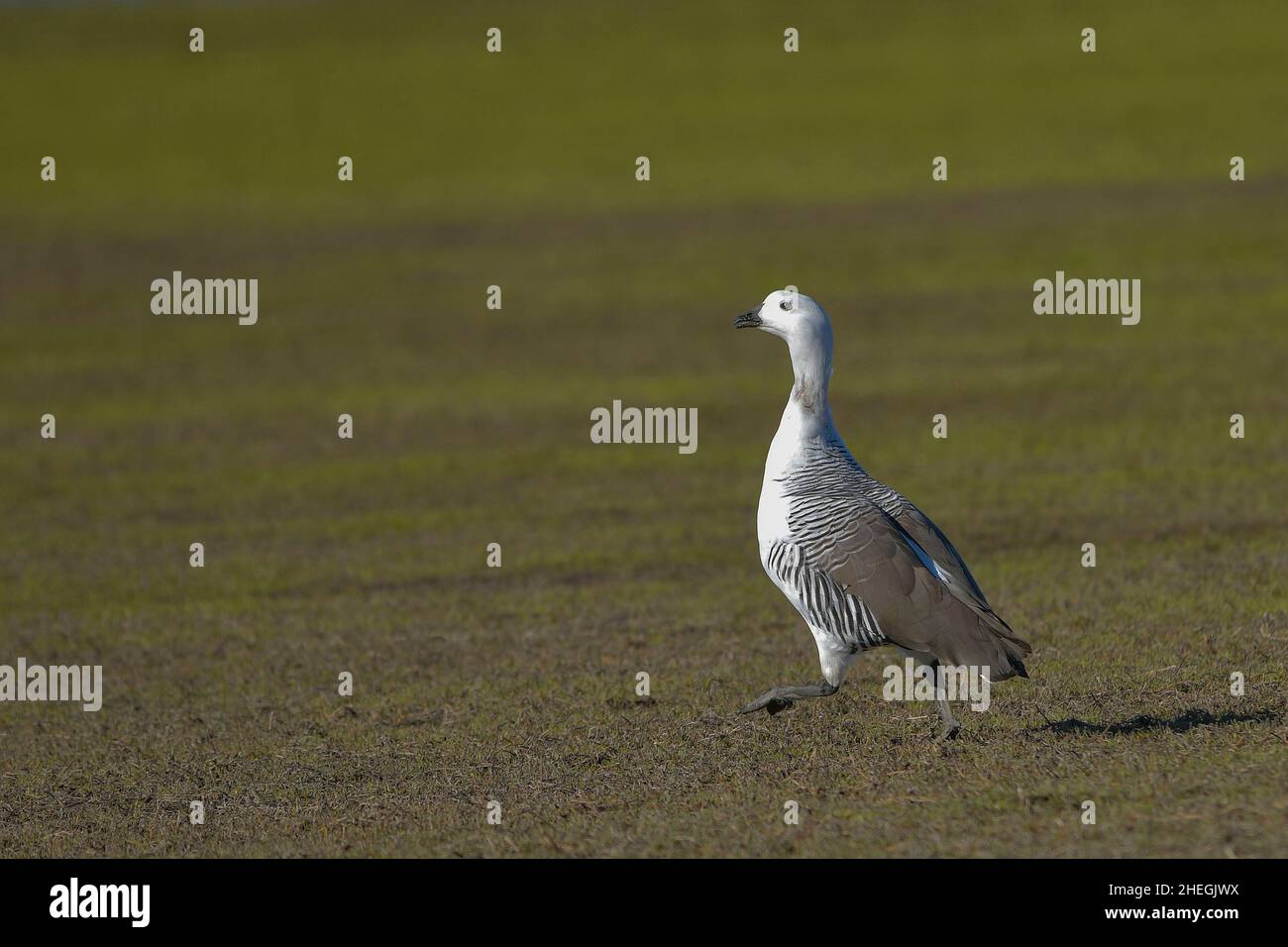 Chloephaga picta - The common geese or Magellan goose, is a species of ...