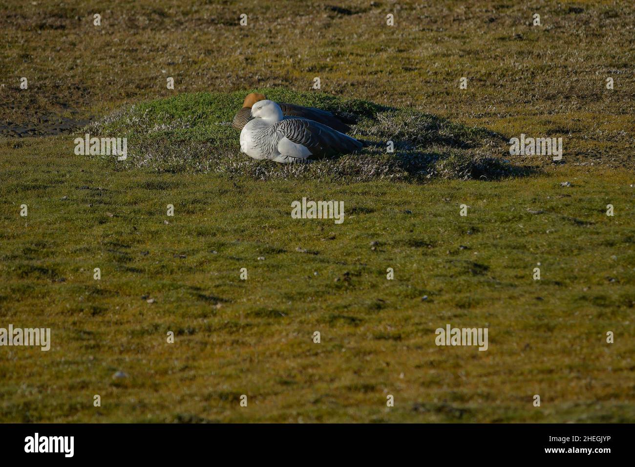 Chloephaga picta - The common geese or Magellan goose, is a species of ...