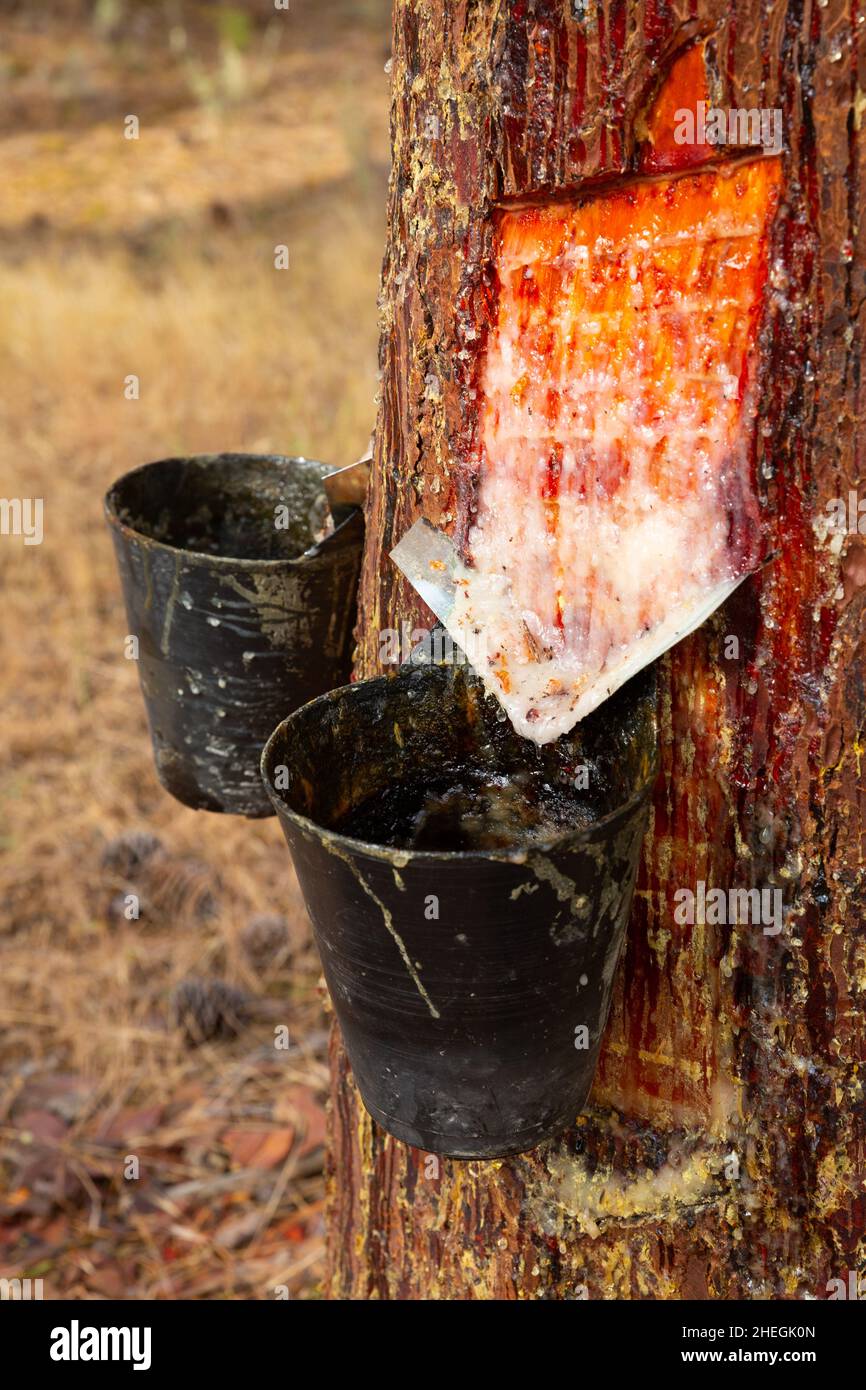 Extracting Resin High Resolution Stock Photography and Images - Alamy