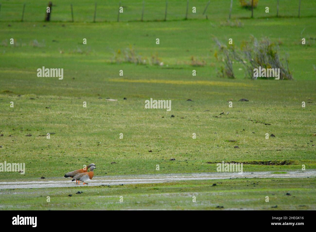 Chloephaga poliocephala - The gray-headed goose or king goose is a ...