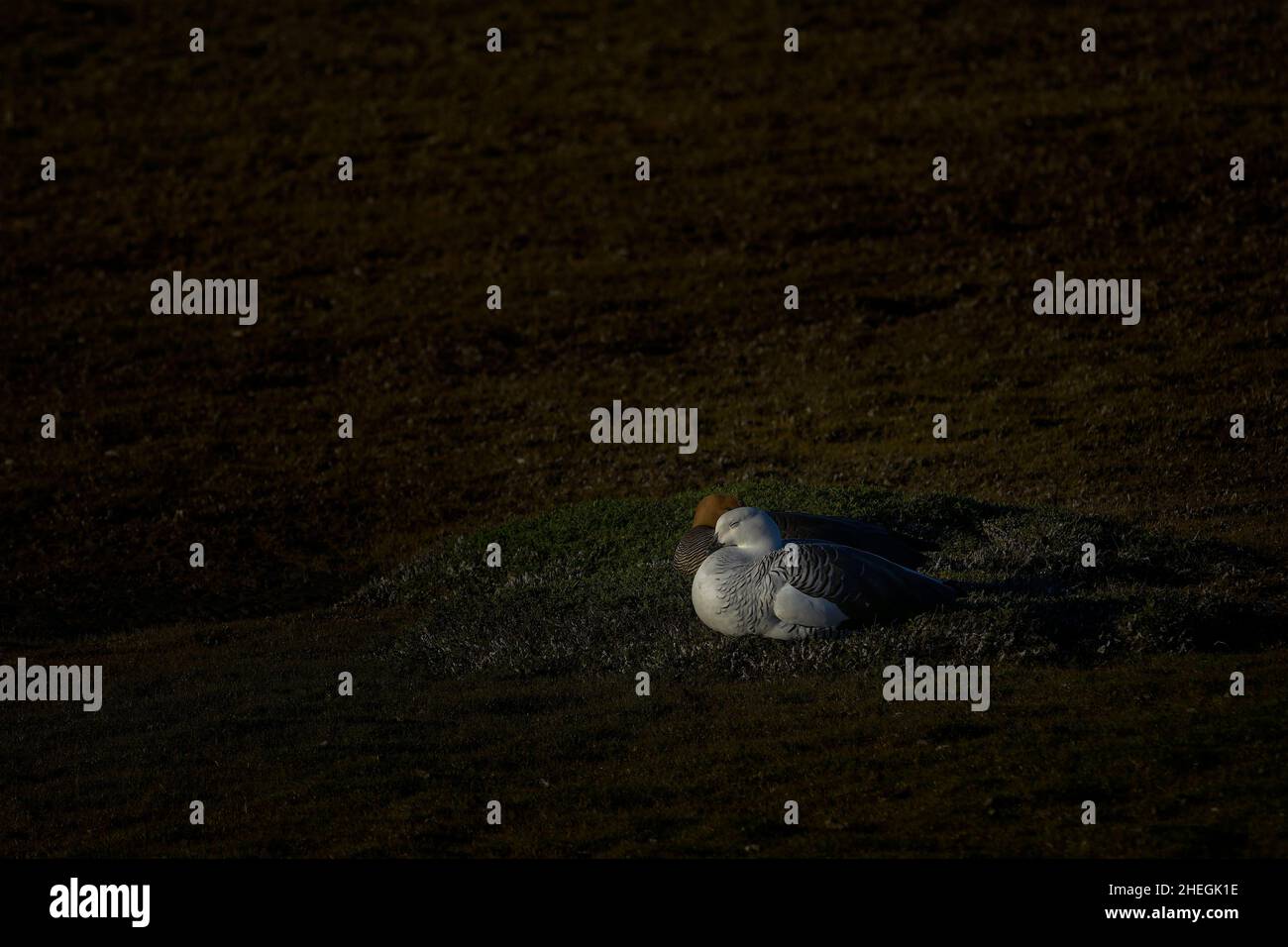 Chloephaga picta - The common geese or Magellan goose, is a species of ...