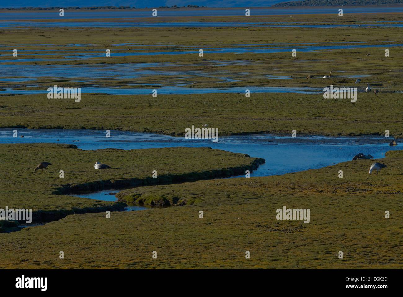 Chloephaga picta - The common geese or Magellan goose, is a species of ...