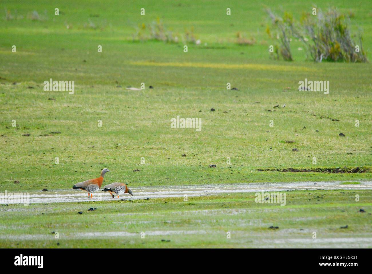 Chloephaga poliocephala - The gray-headed goose or king goose is a ...