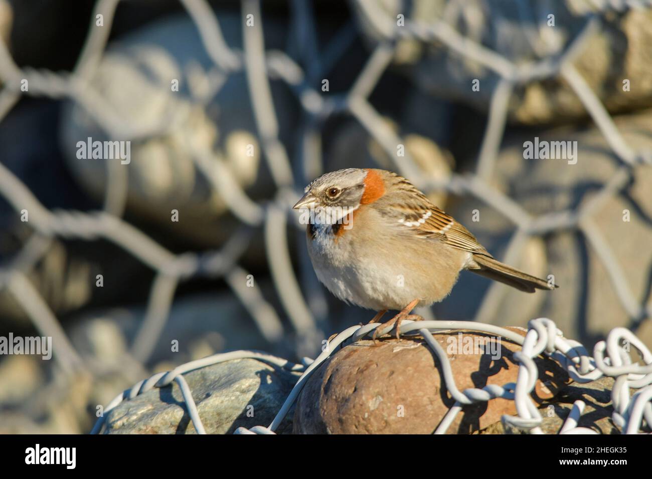 Chingolo, this emberizido is one of the most seen birds in all of ...