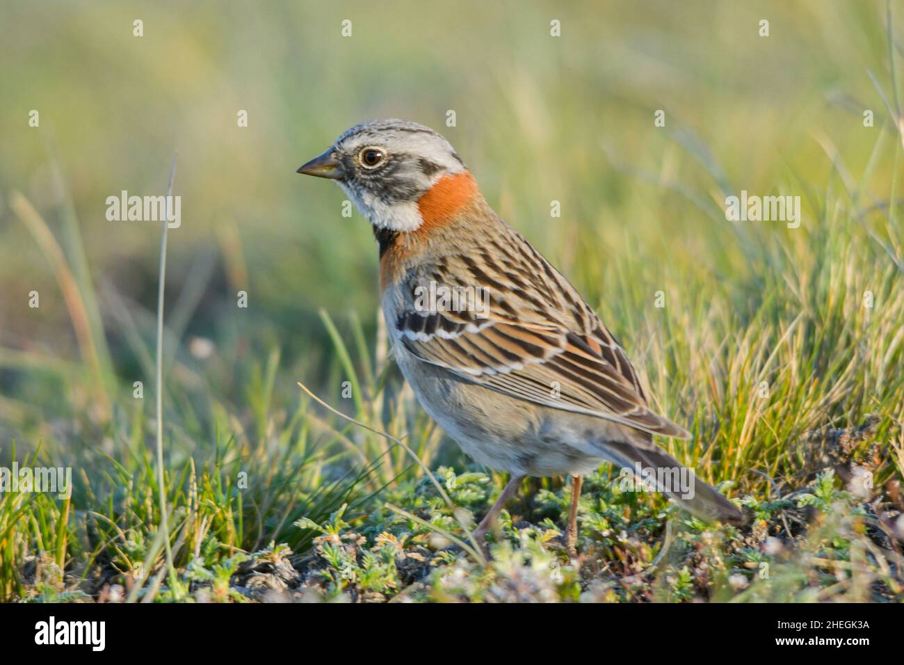 Chingolo, this emberizido is one of the most seen birds in all of ...