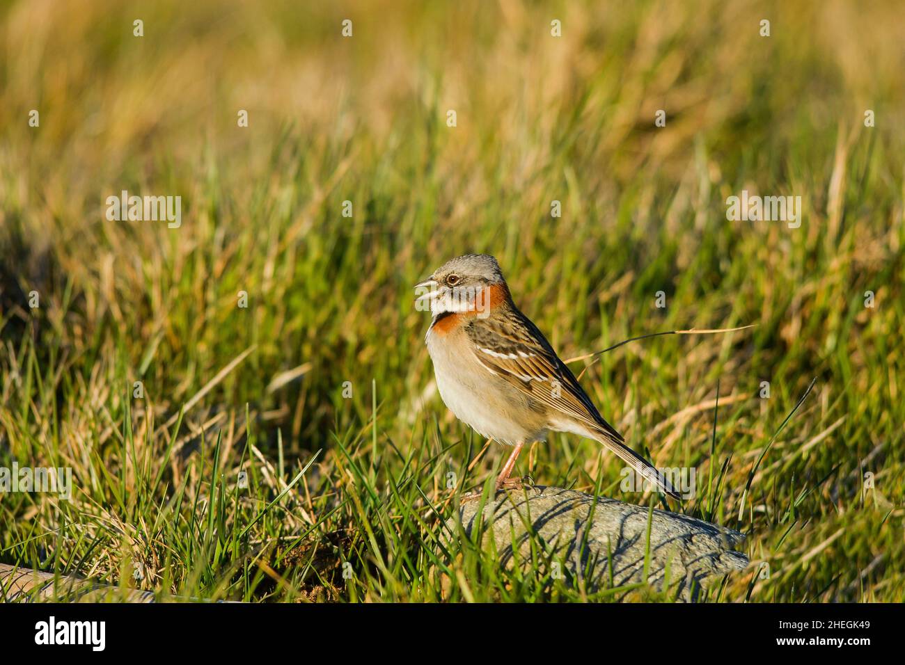 Chingolo, this emberizido is one of the most seen birds in all of ...