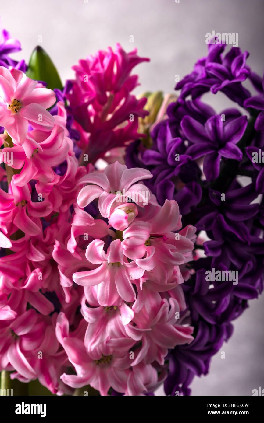 Hyacinths orientalis white hi-res stock photography and images - Alamy