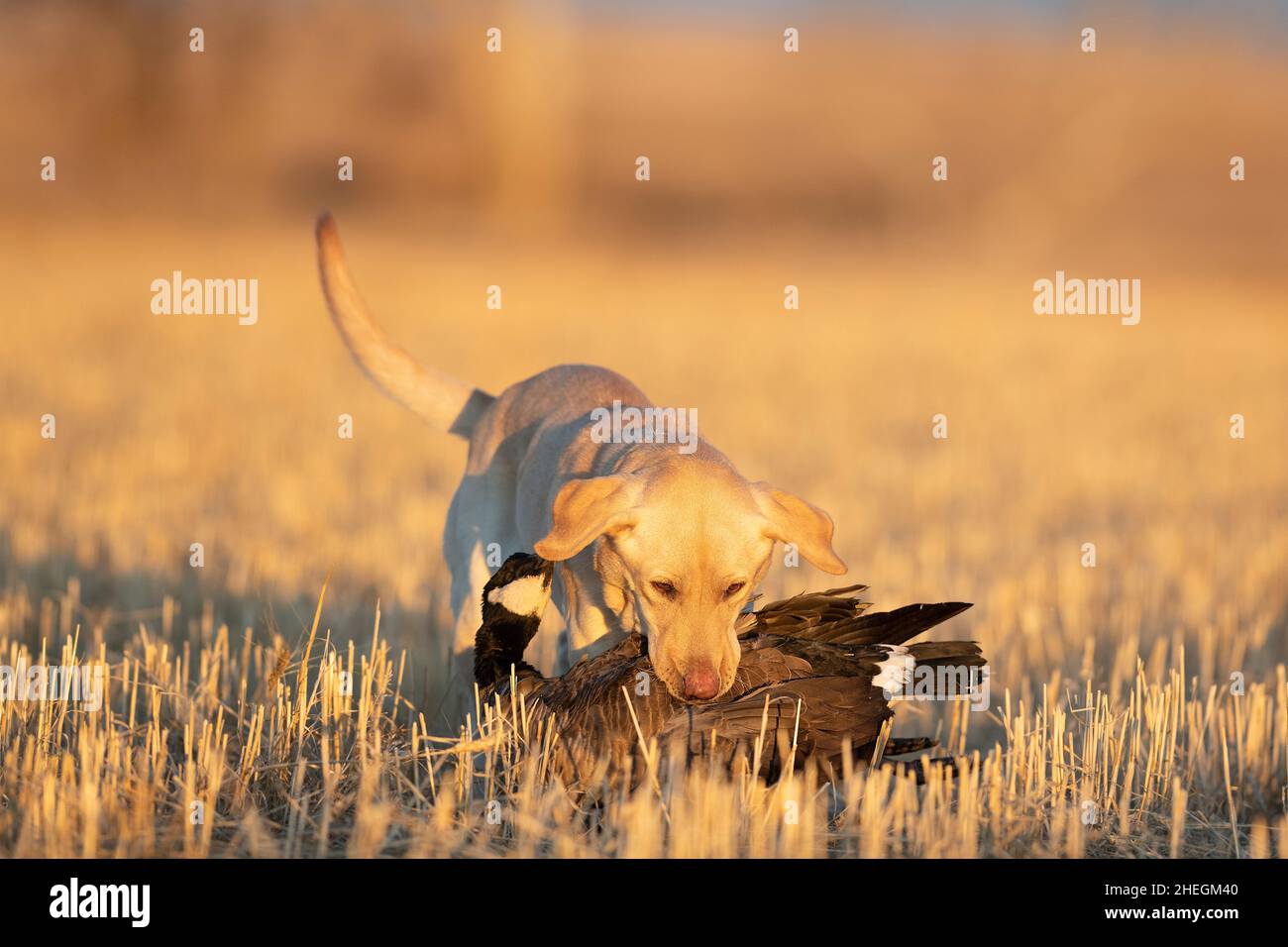 A Labrador Retriever with a Canada Goose in a North Dakota Wheat Field ...