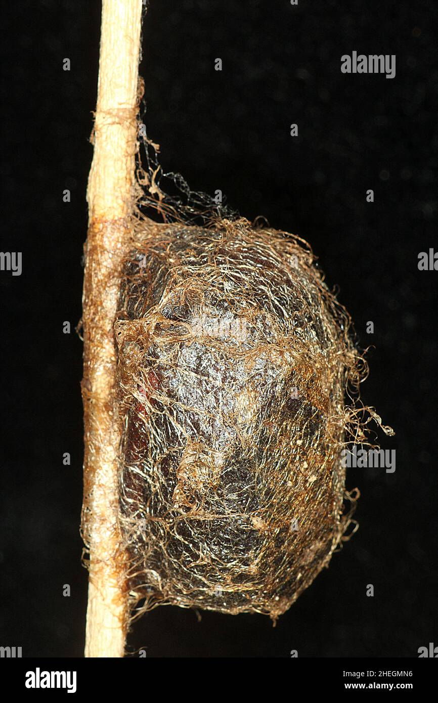 Emperor gum moth (Opodiphthera eucalypti) emerging from cocoon Stock Photo - Alamy