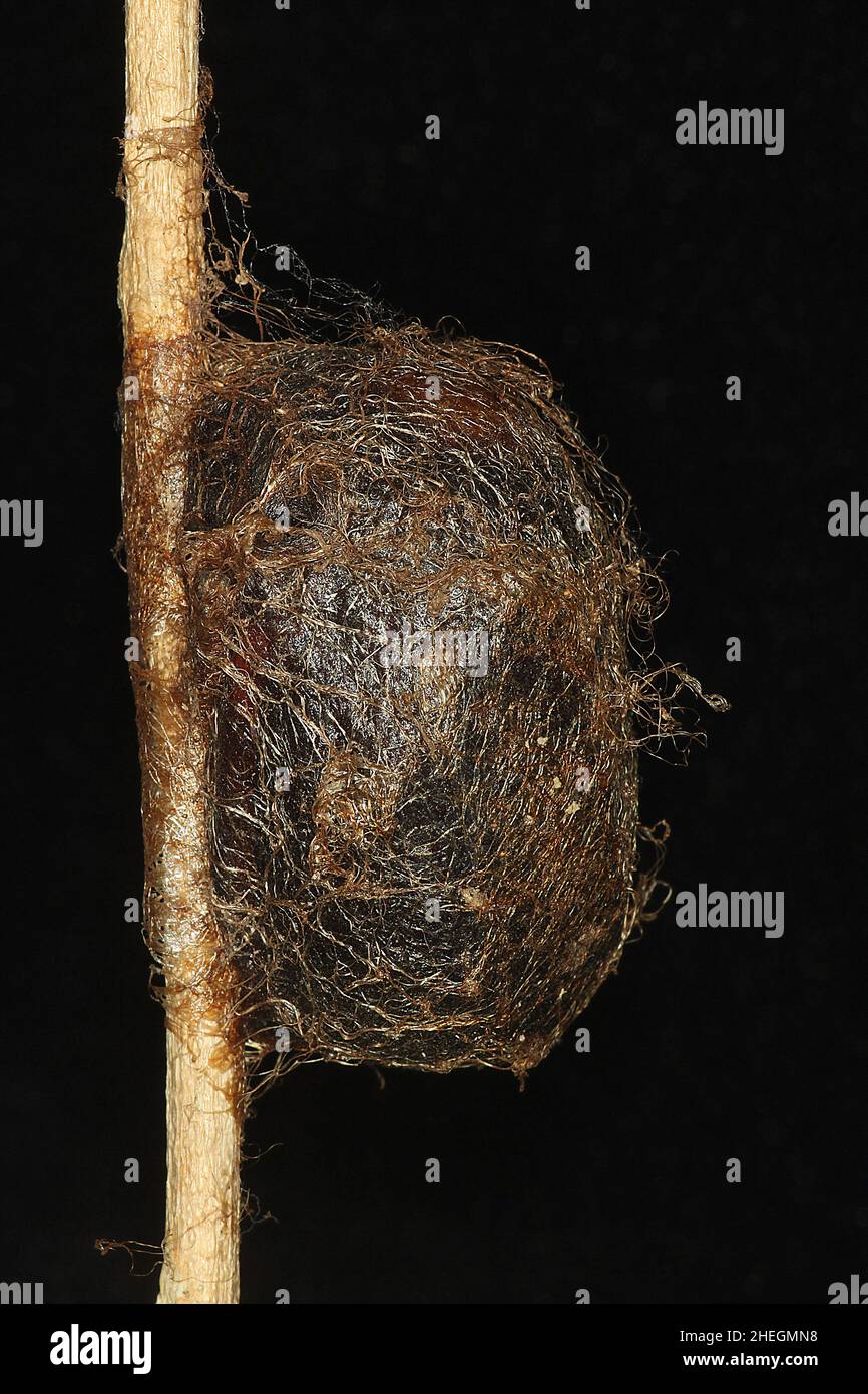 Emperor gum moth (Opodiphthera eucalypti) emerging from cocoon Stock Photo - Alamy