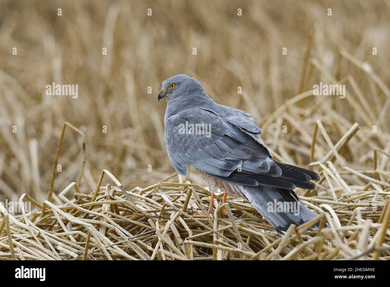 The ashen harrier or ashen hawk, is a species of falconiform bird of ...
