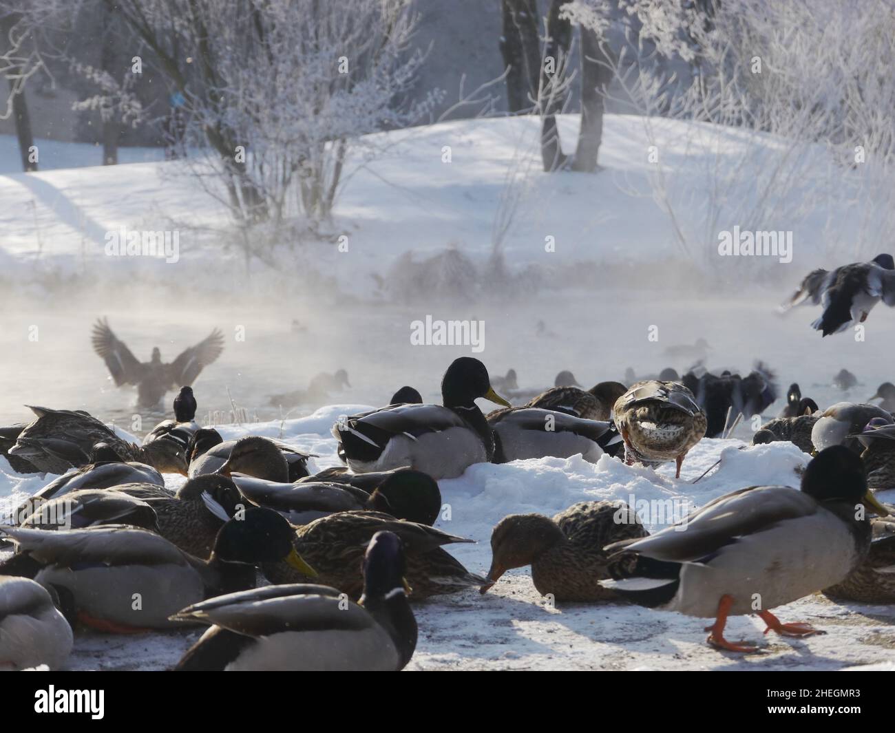 Flying duck scene hi-res stock photography and images - Alamy