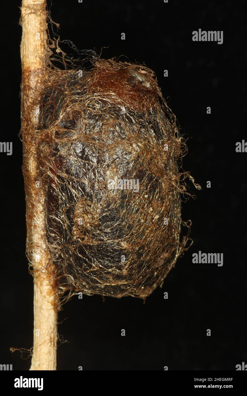 Emperor gum moth (Opodiphthera eucalypti) emerging from cocoon Stock Photo - Alamy