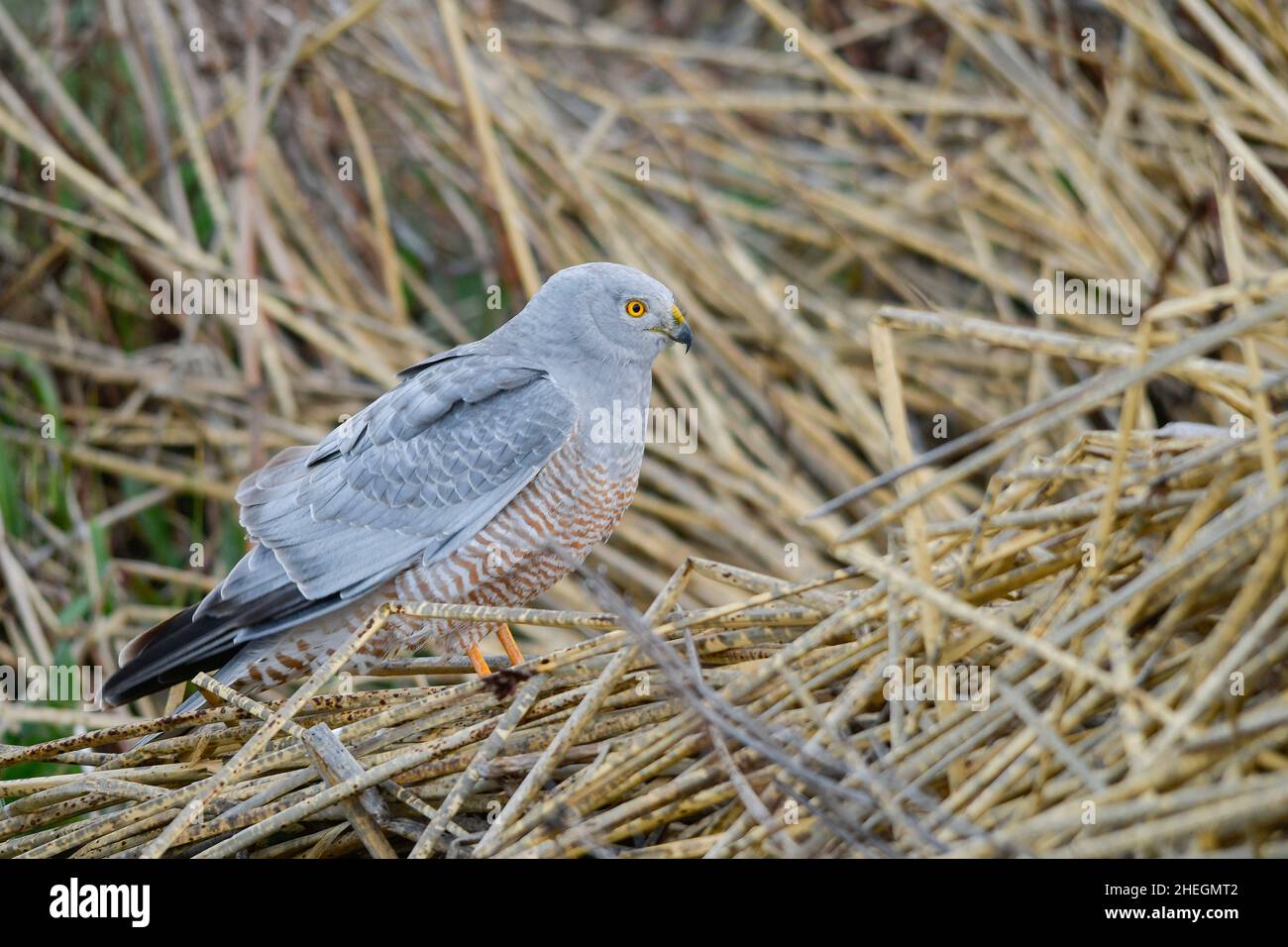 The ashen harrier or ashen hawk, is a species of falconiform bird of ...