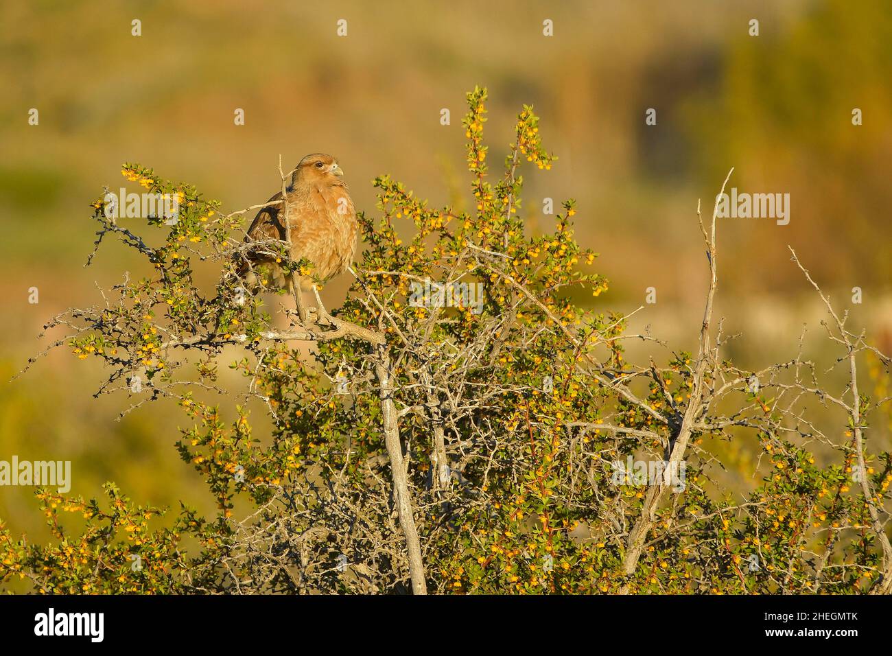The ashen harrier or ashen hawk, is a species of falconiform bird of ...