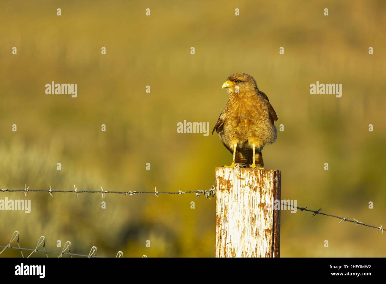 The ashen harrier or ashen hawk, is a species of falconiform bird of ...