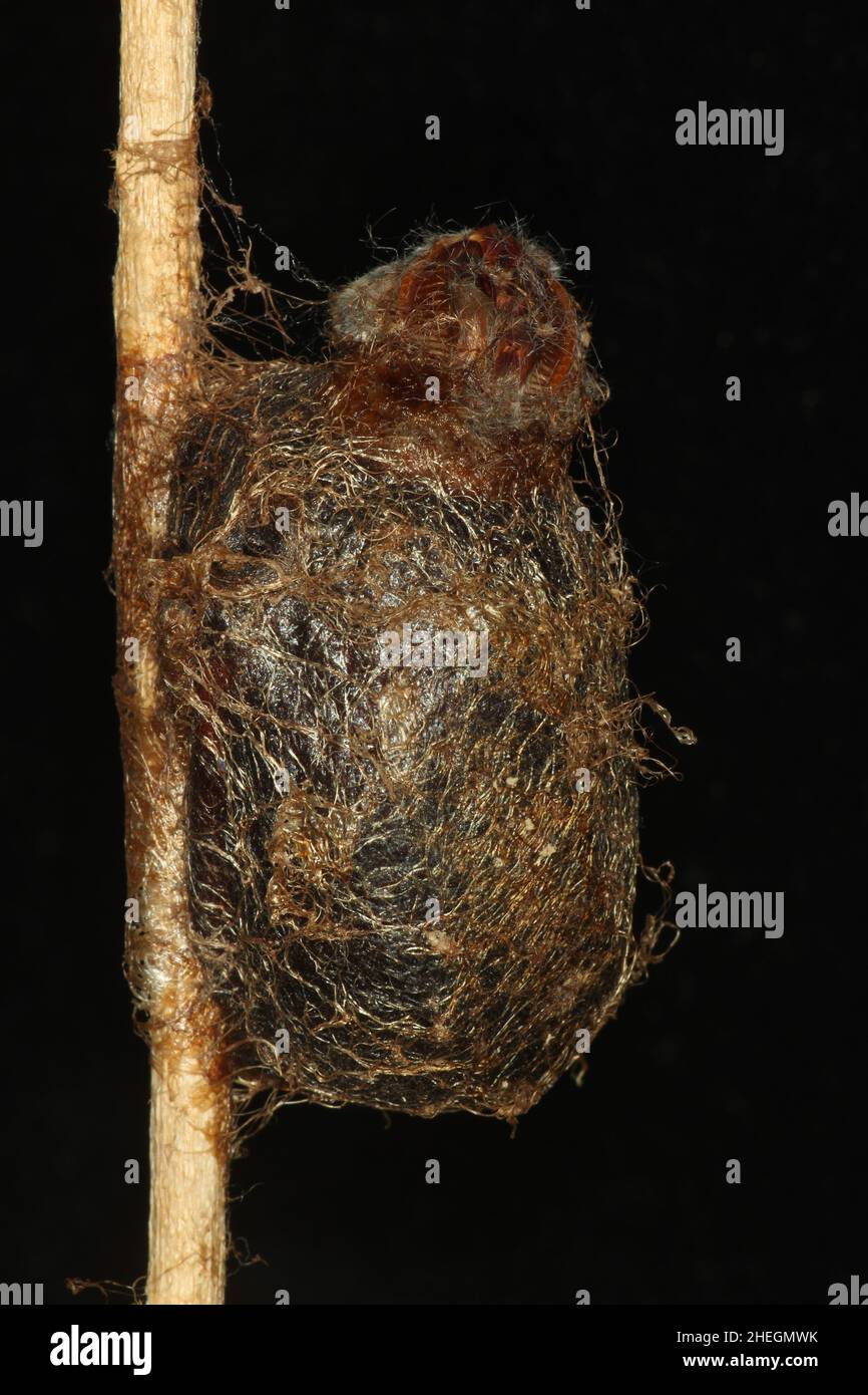 Emperor gum moth (Opodiphthera eucalypti) emerging from cocoon Stock ...