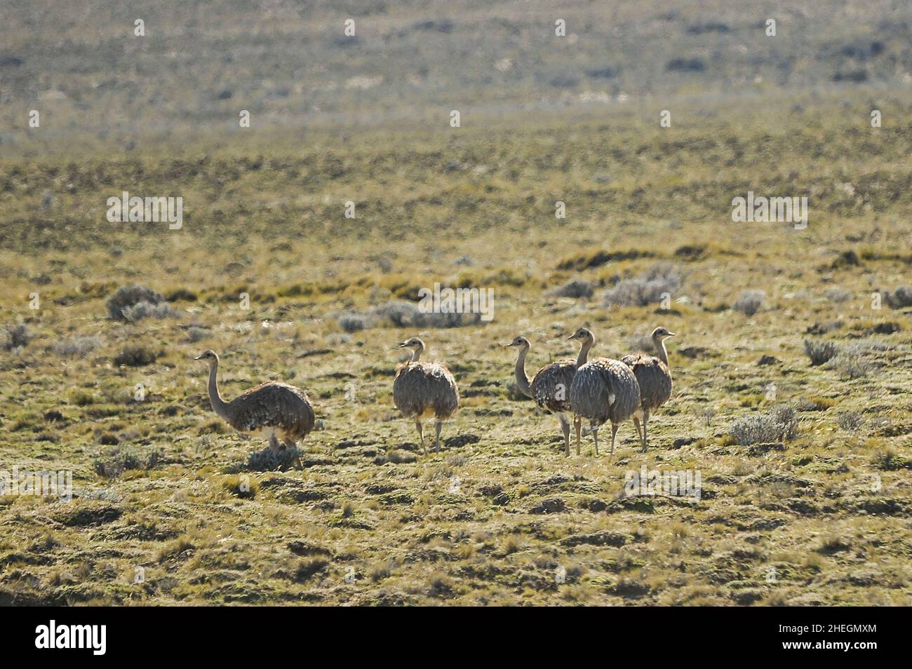 The common rhea or pampean rhea, is a species of strutioniform bird of ...