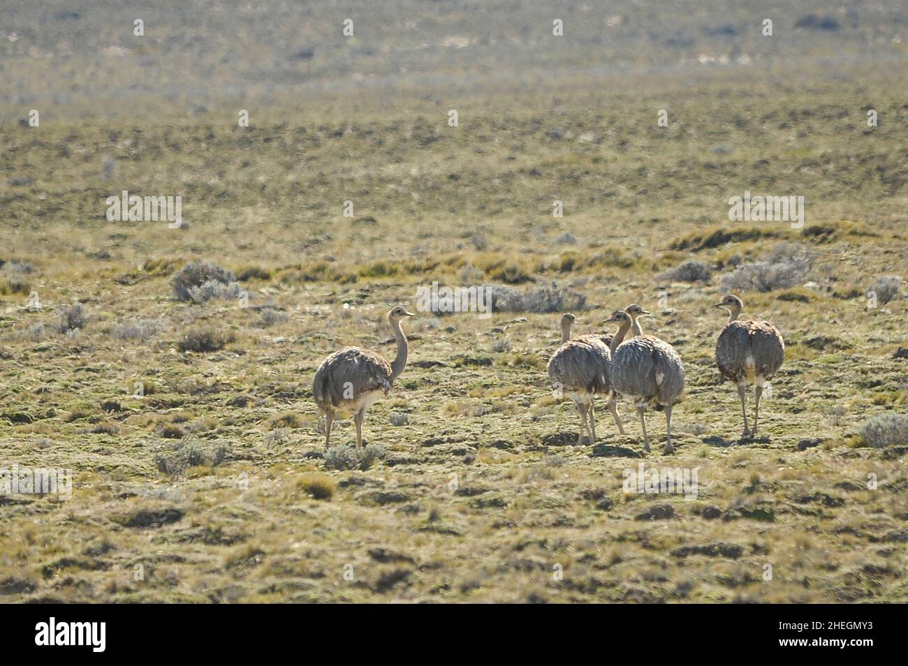 The common rhea or pampean rhea, is a species of strutioniform bird of ...