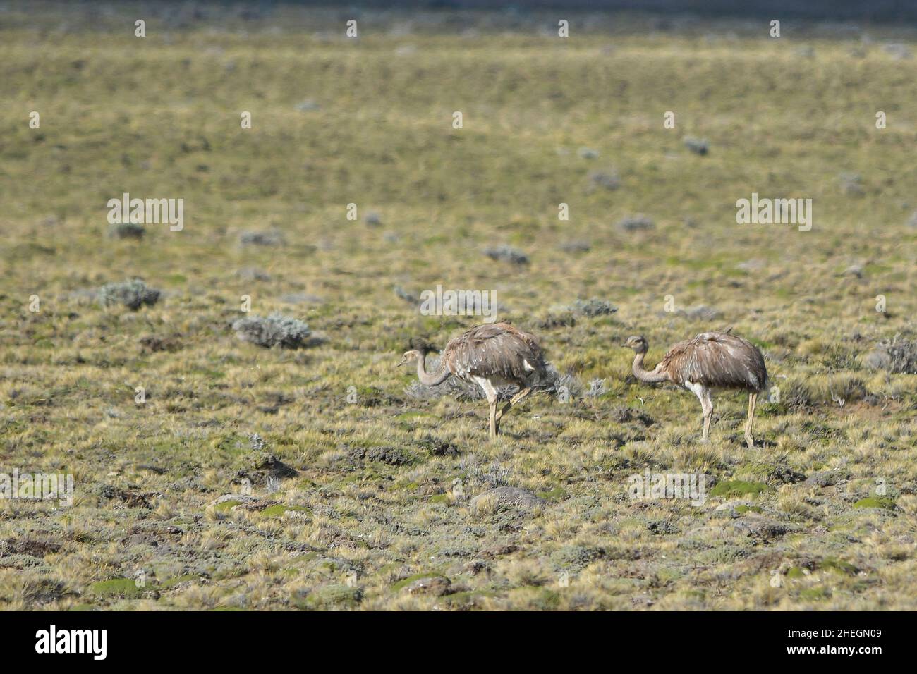 The common rhea or pampean rhea, is a species of strutioniform bird of ...