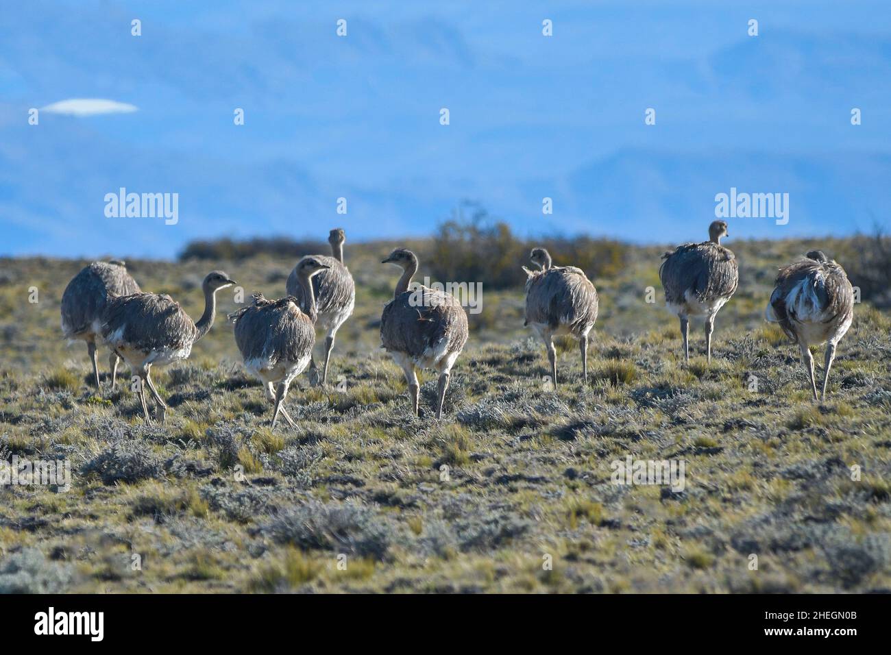 The common rhea or pampean rhea, is a species of strutioniform bird of ...