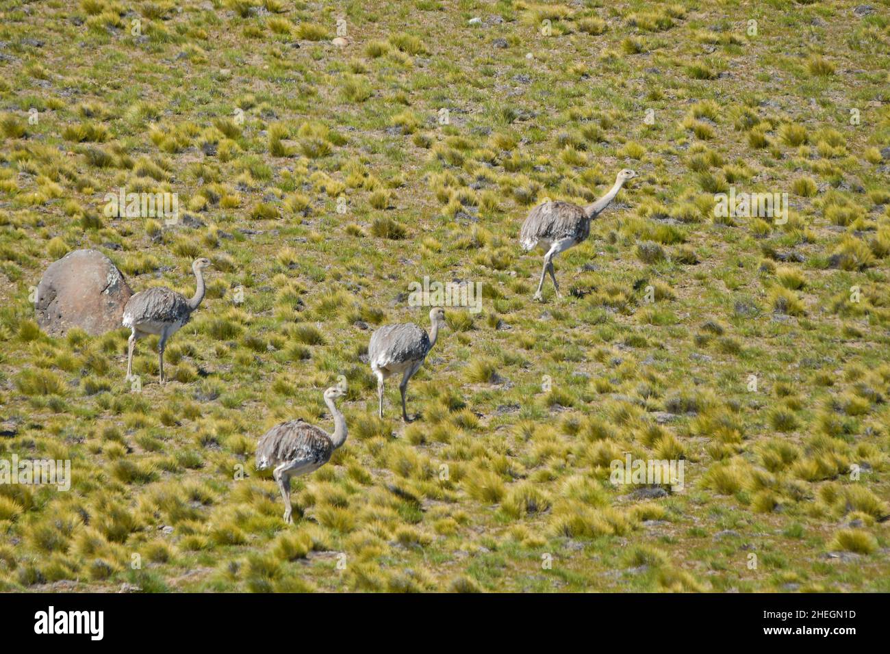 The common rhea or pampean rhea, is a species of strutioniform bird of ...