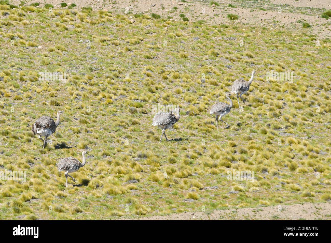 The common rhea or pampean rhea, is a species of strutioniform bird of ...