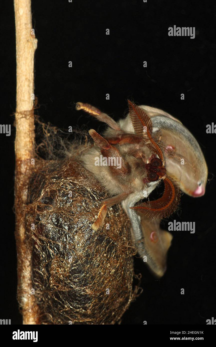 Emperor gum moth (Opodiphthera eucalypti) emerging from cocoon Stock ...